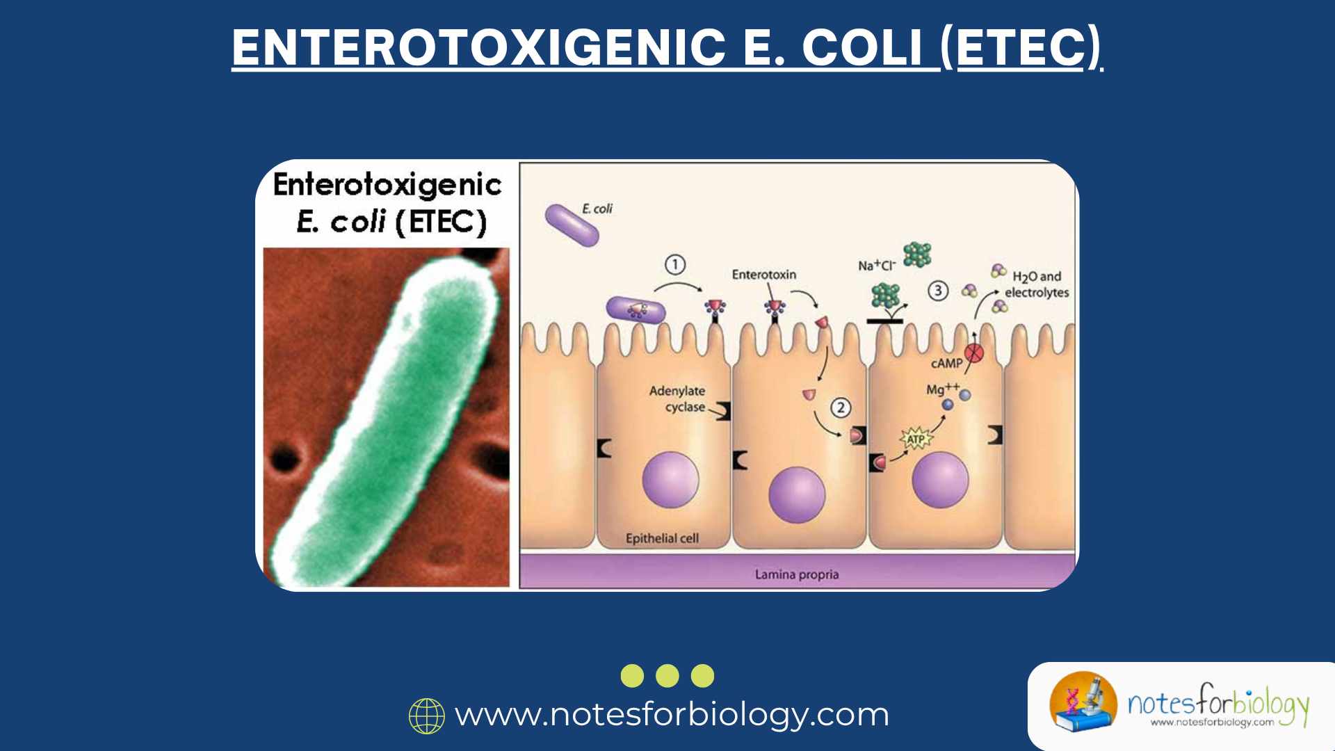 Enterotoxigenic E. coli (ETEC) - Best Biology Notes,...