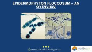 Epidermophyton floccosum – An Overview - Best Biology Notes, Reference ...