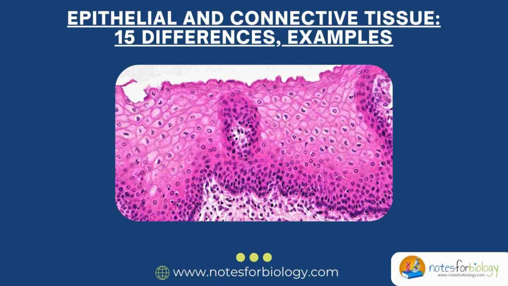 Epithelial and Connective Tissue: 15 Differences,...