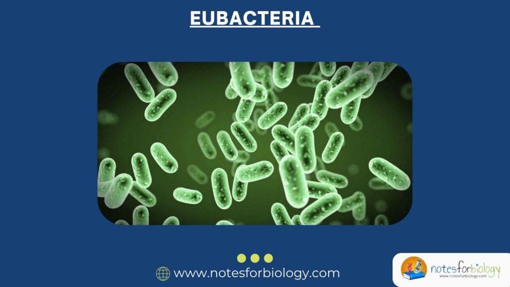 Eubacteria - Best Biology Notes, Reference, Articles