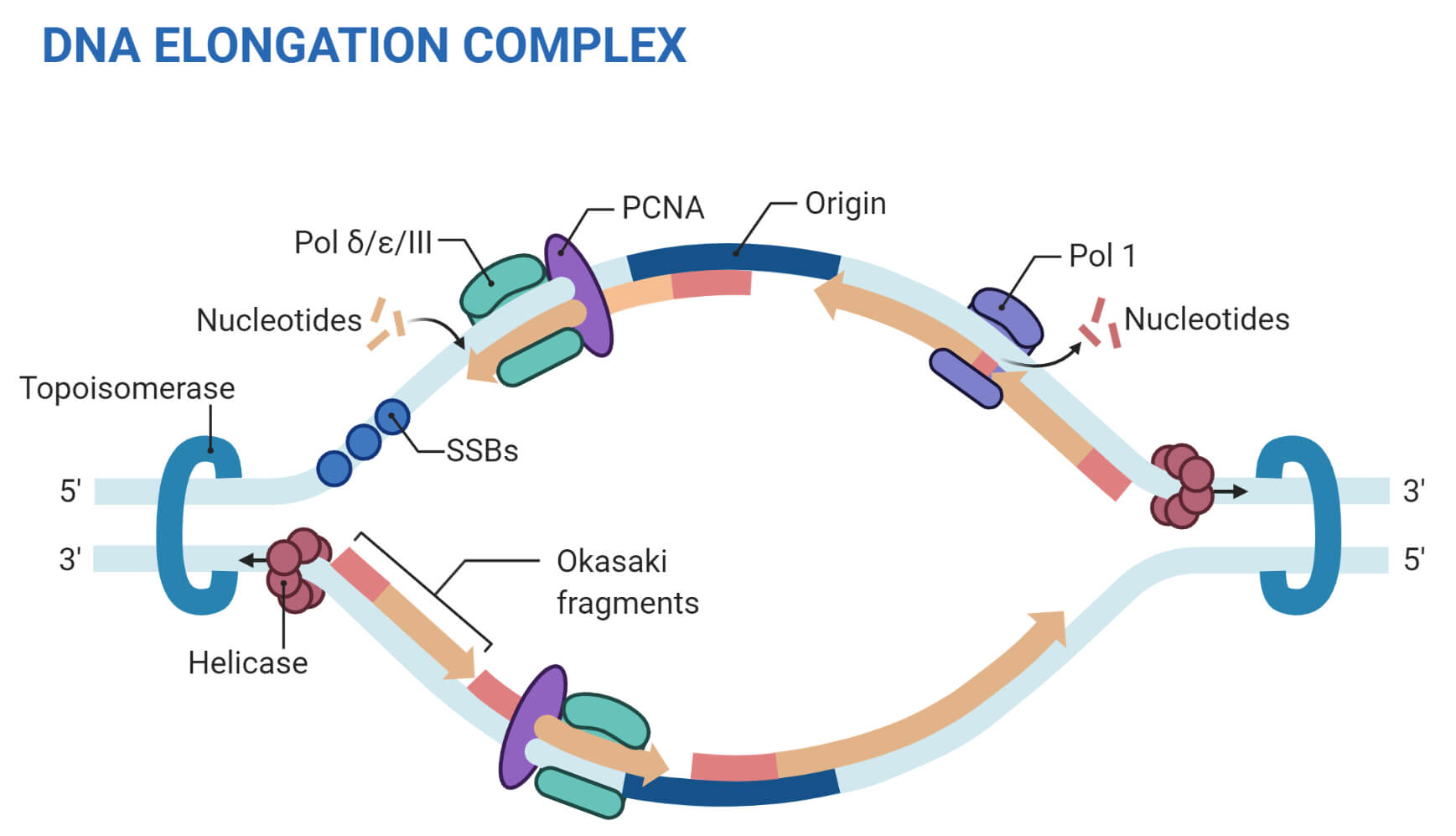 Eukaryotic and Prokaryotic DNA Polymerase - Best Biology...