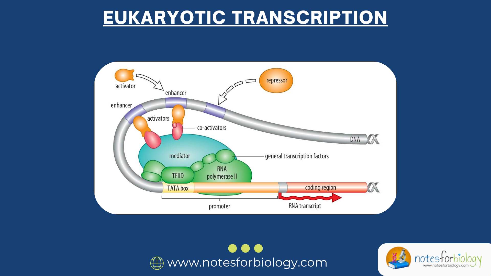 Eukaryotic Transcription - Best Biology Notes, Reference,...