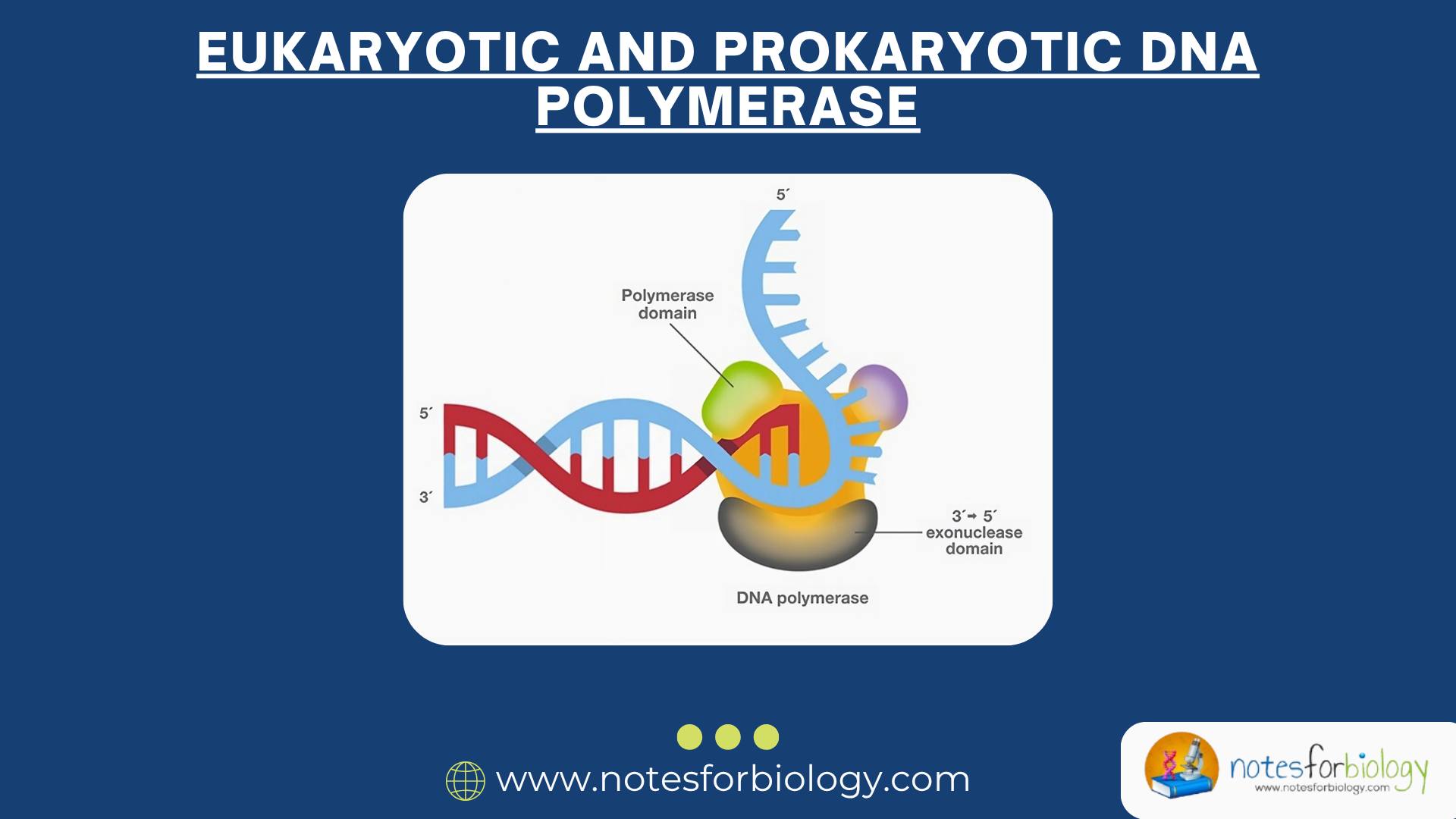 Eukaryotic and Prokaryotic DNA Polymerase - Best Biology...