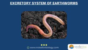 Excretory System of Earthworms - Best Biology Notes,...