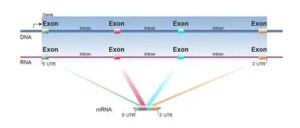 Exon - Best Biology Notes, Reference, Articles