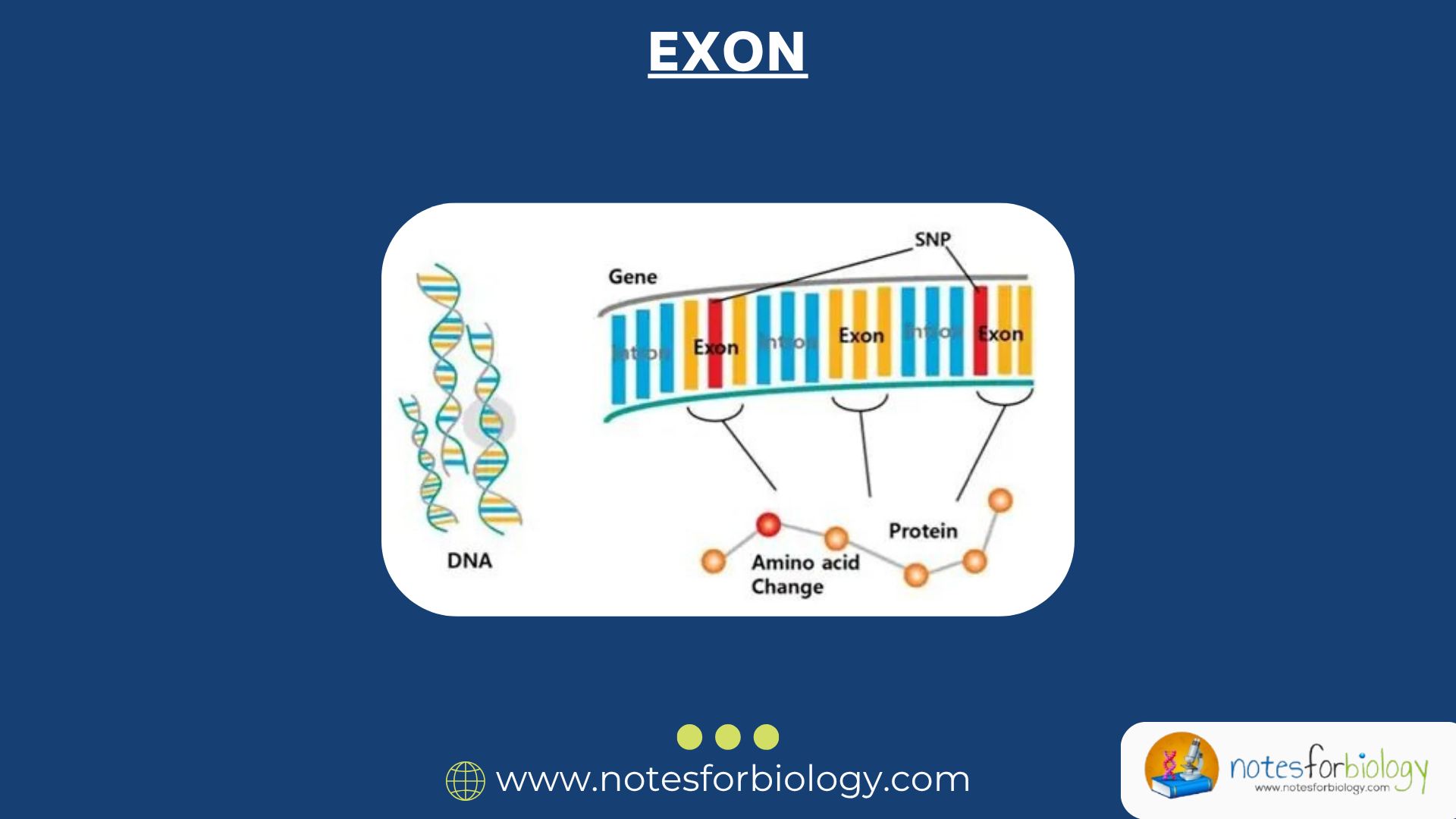 Exon - Best Biology Notes, Reference, Articles