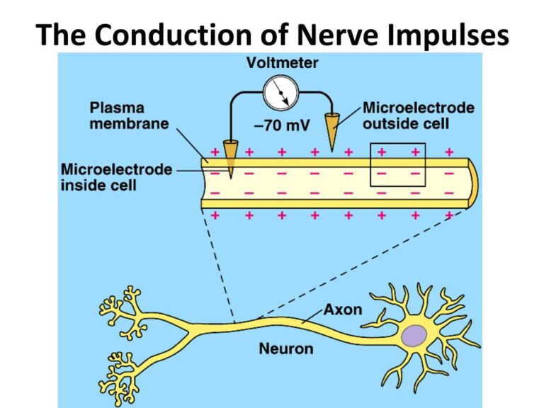 Nerve Impulse Conduction - Best Biology Notes, Reference,...