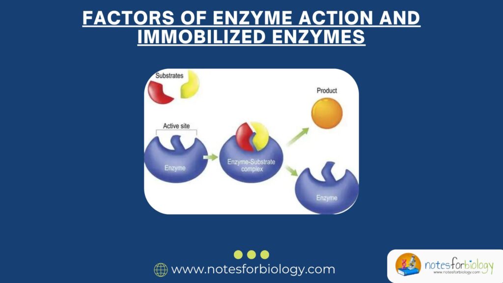 Factors Of Enzyme Action and Immobilized Enzymes