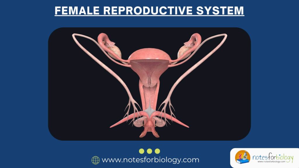 Female Reproductive System. Best Biology Notes