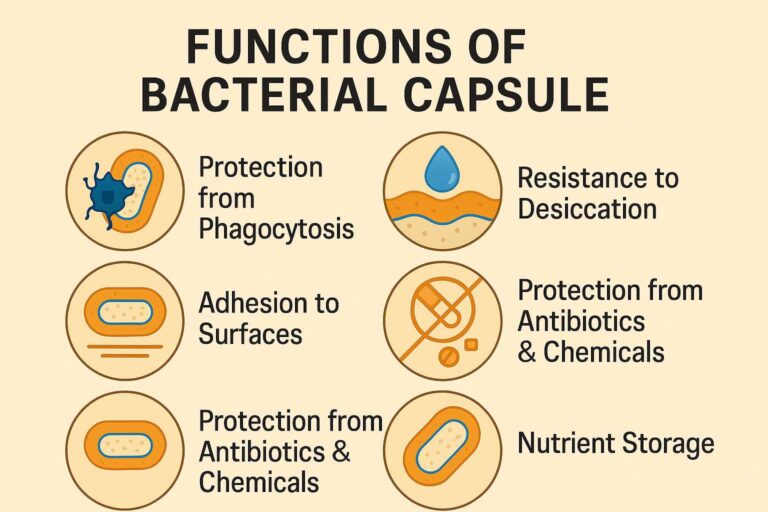 Bacterial Capsule: structure, function and examples of...