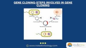 Gene cloning-Steps involved in gene cloning - Best...