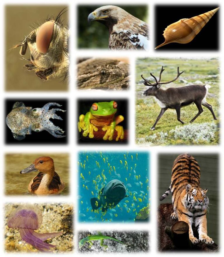 Understanding the world of living organisms - Best Biology
