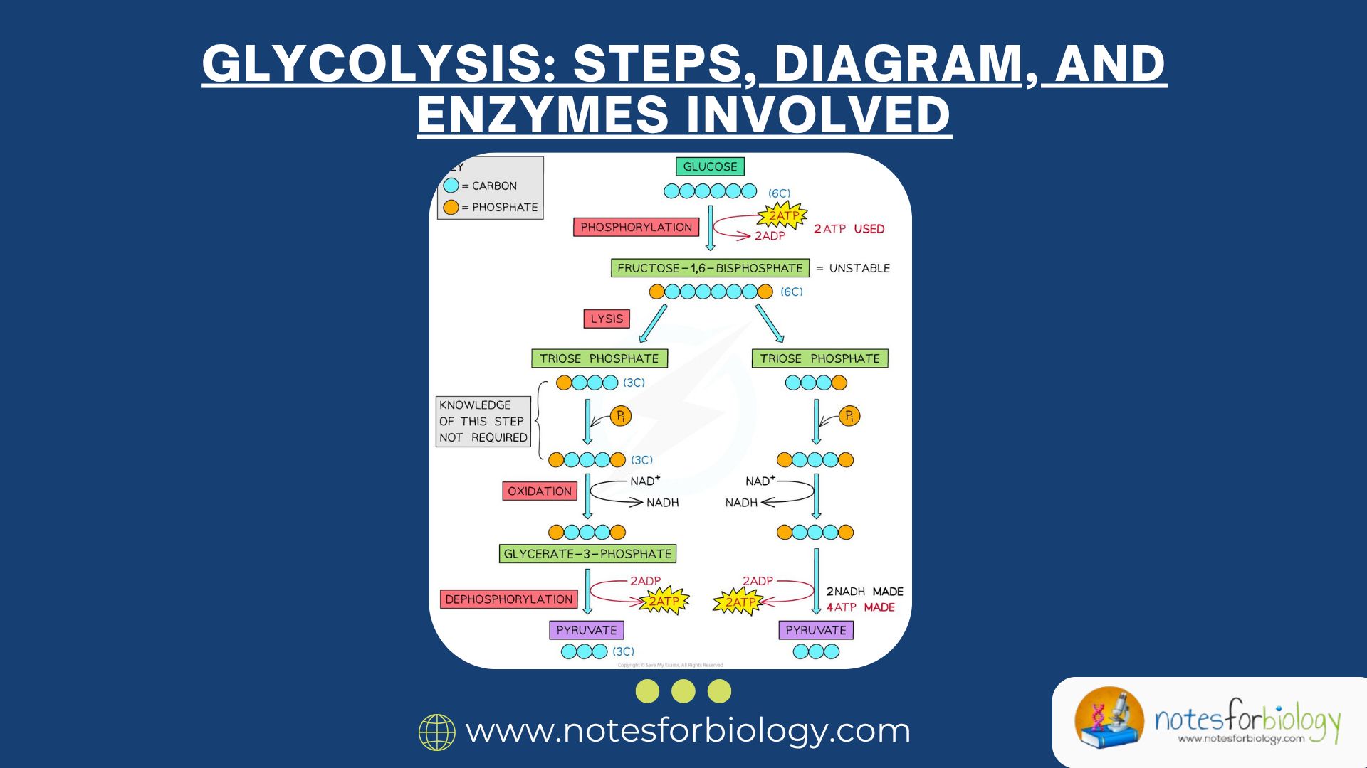 Glycolysis: Steps, Diagram, and Enzymes Involved - Best... Glycolysis: Steps, Diagram, and Enzymes Involved - Best...