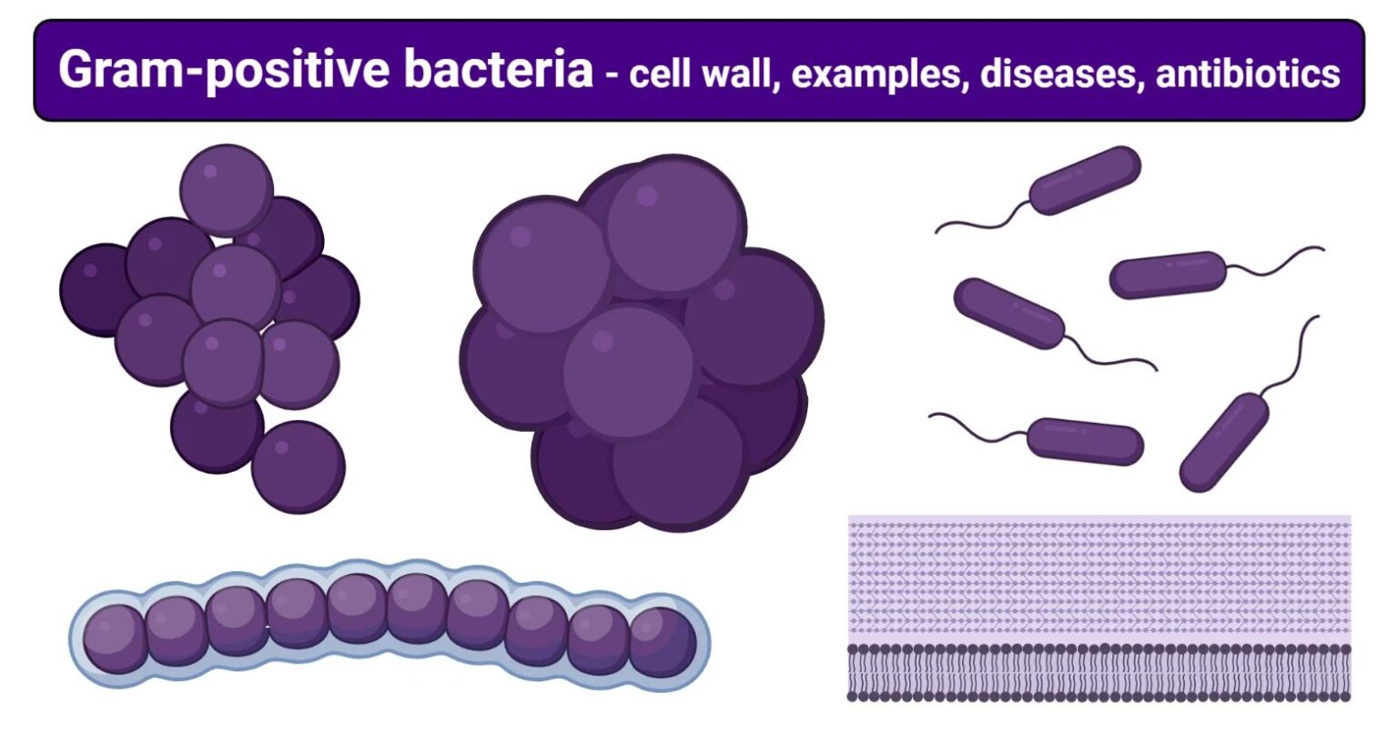 Bacterial Transformation: Competence in gram positive and...