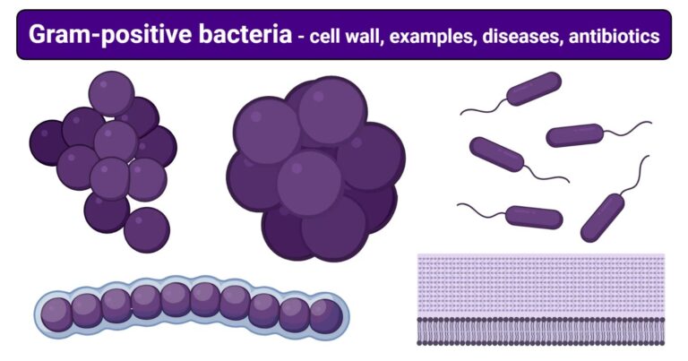 Bacterial Transformation: Competence in gram positive and...
