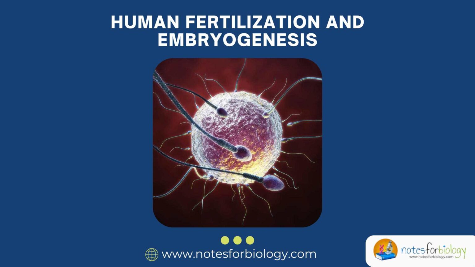 Human Fertilization and Embryogenesis - Best Biology...