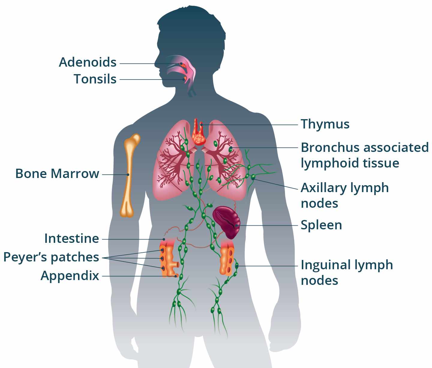 Cells of Immune System- Types and Examples - Best Biology...