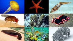 Characteristics of Invertebrates with examples - Best...