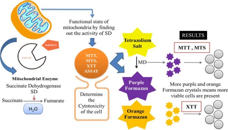 Cell Proliferation - Definition, Assay, Differentiation