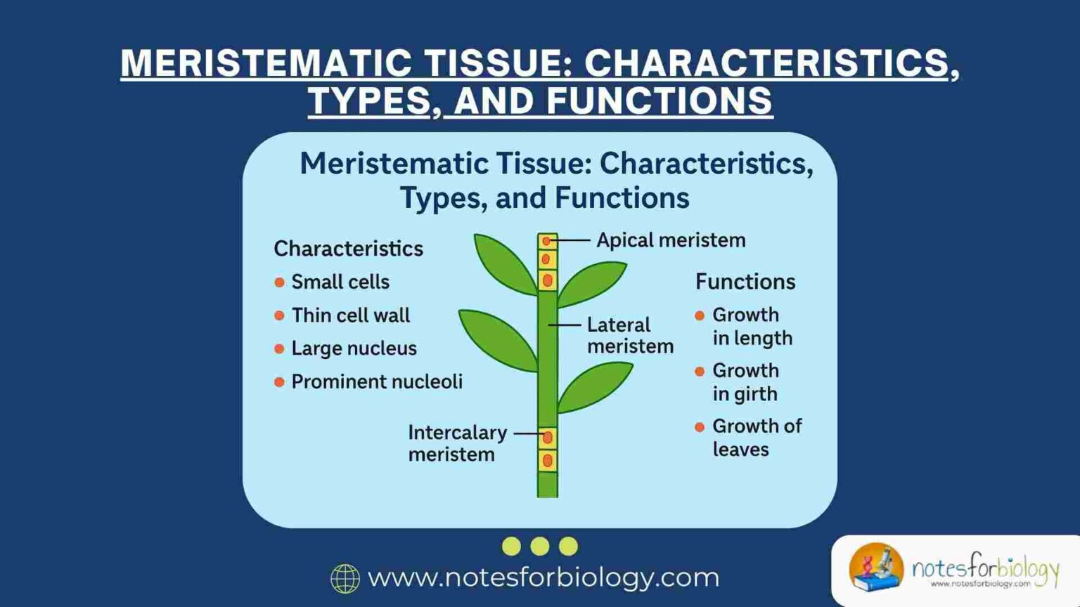 Meristematic Tissue: Characteristics, Types, and Functions