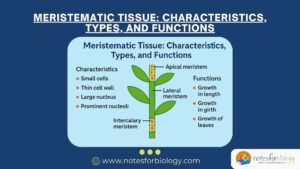 Meristematic Tissue: Characteristics, Types, and Functions
