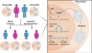 Extrachromosomal Inheritance - Best Biology Notes,...