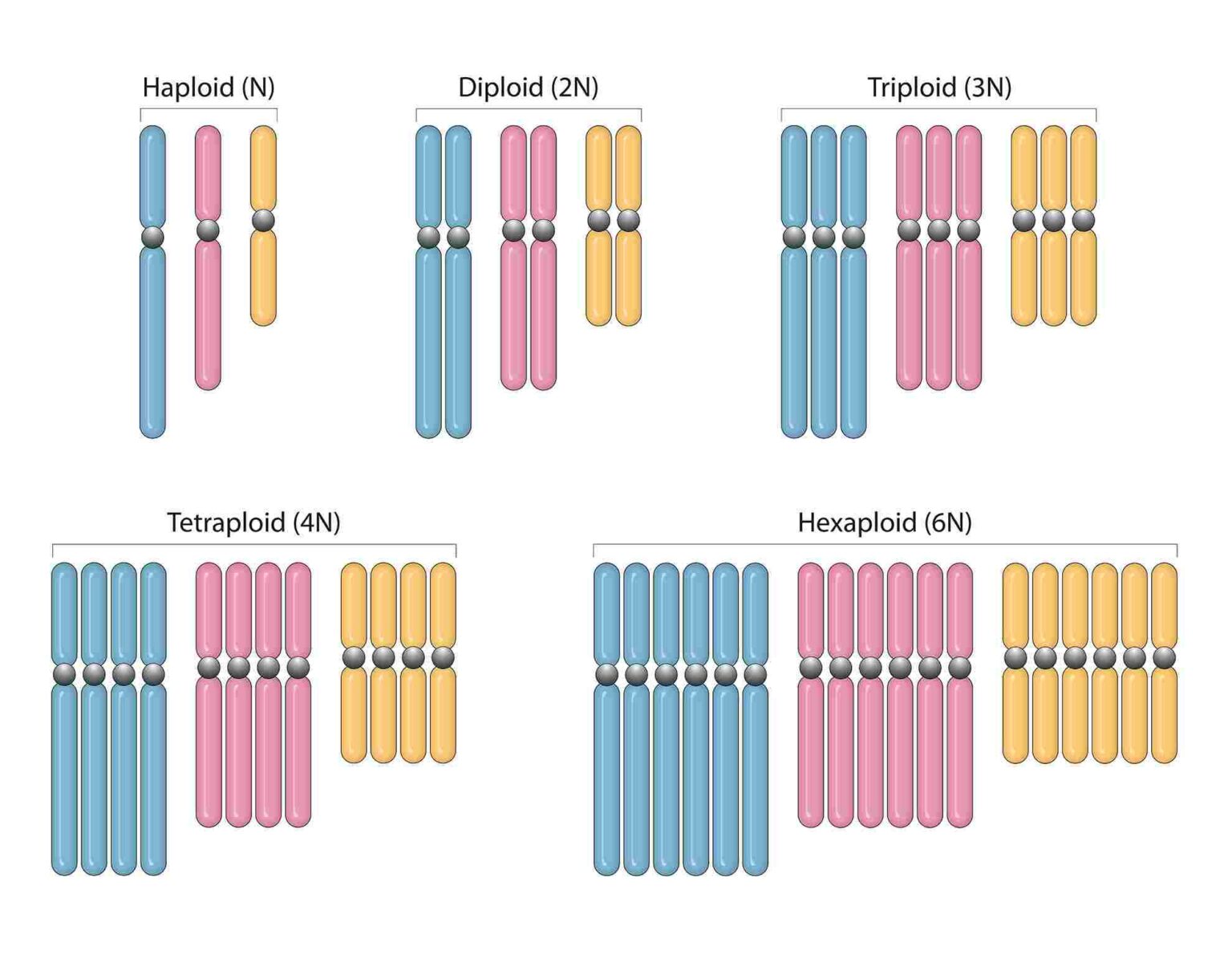 Chromosomal Mutation - Best Biology Notes, Reference,...