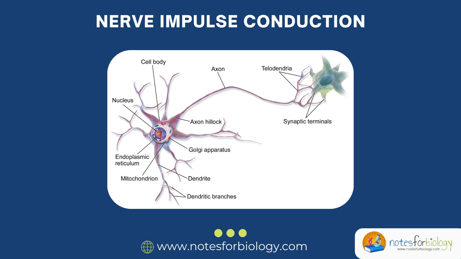 Nerve Impulse Conduction - Best Biology Notes, Reference,...