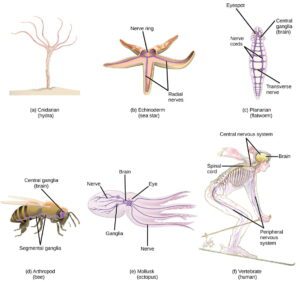 Characteristics of Invertebrates with examples - Best...