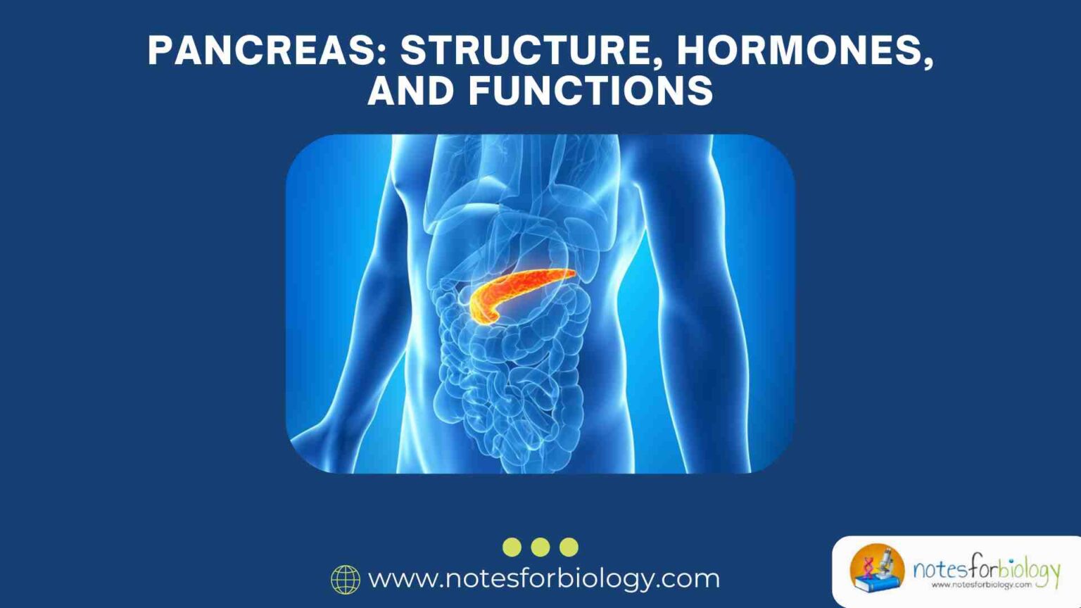 Pancreas: Structure, Hormones, and Functions - Best Biology