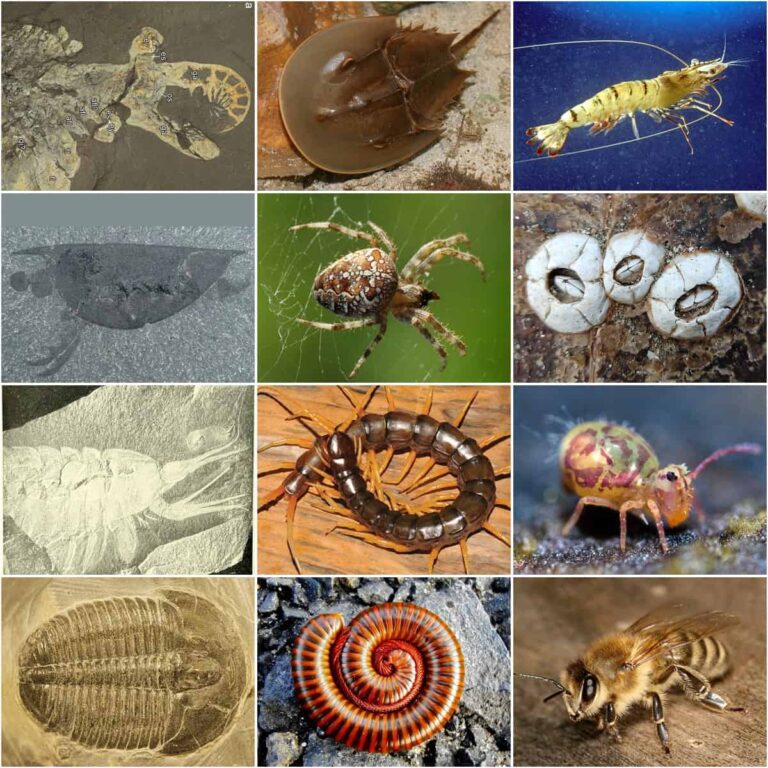 Phylum Arthropoda: General characteristics and...