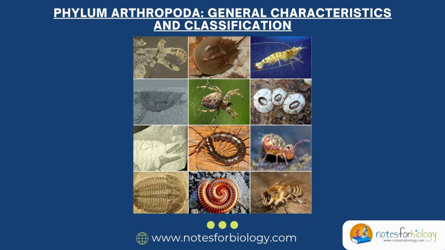 Phylum Arthropoda: General characteristics and...