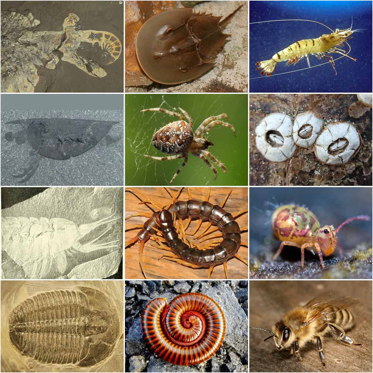Phylum Arthropoda: General characteristics and...