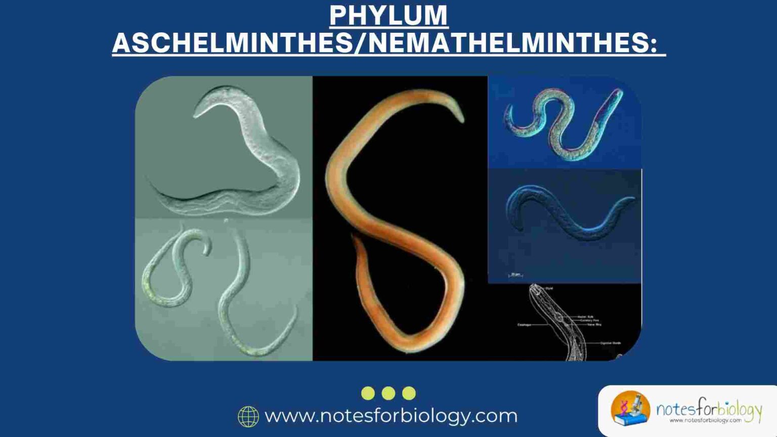 Phylum Aschelminthes/Nemathelminthes: General...