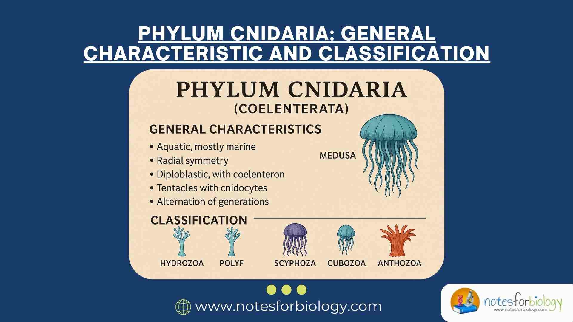 Cnidaria/Coelenterata: General Characteristic,Classification