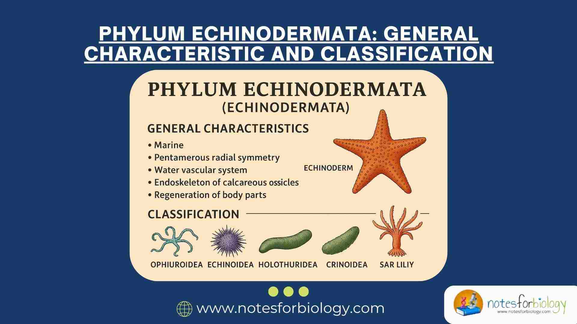 Echinodermata: Characteristics and Classification Best Notes