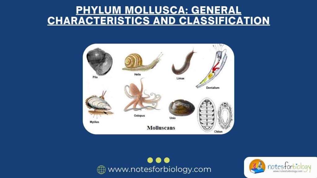 Phylum Mollusca: General Characteristics and...