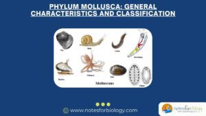 Phylum Mollusca: General Characteristics and...