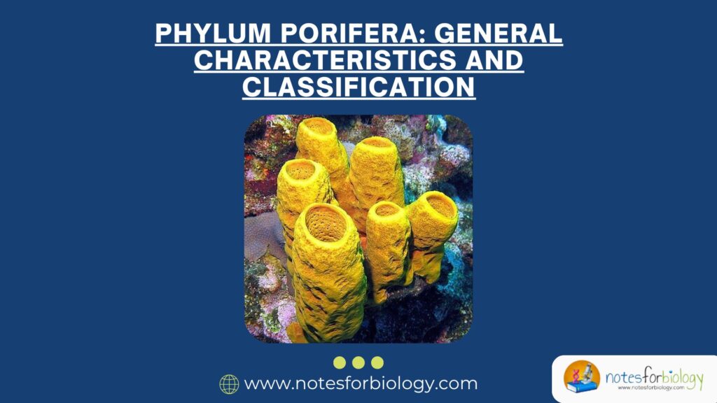 Phylum Porifera: General Characteristics and... Best Biology