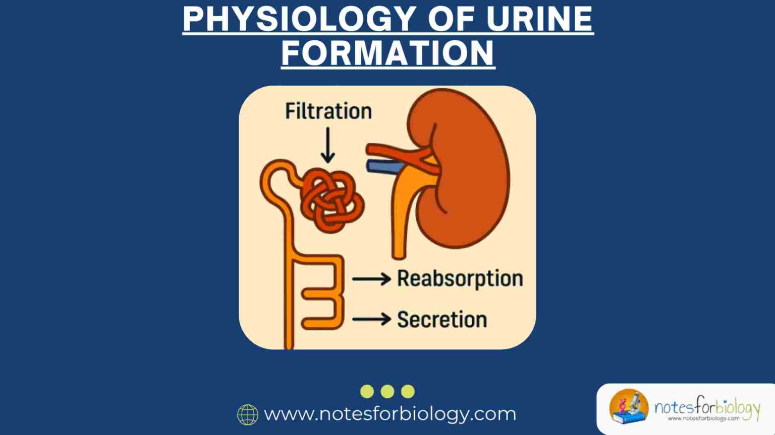 Physiology of urine formation - Best Biology Notes,...