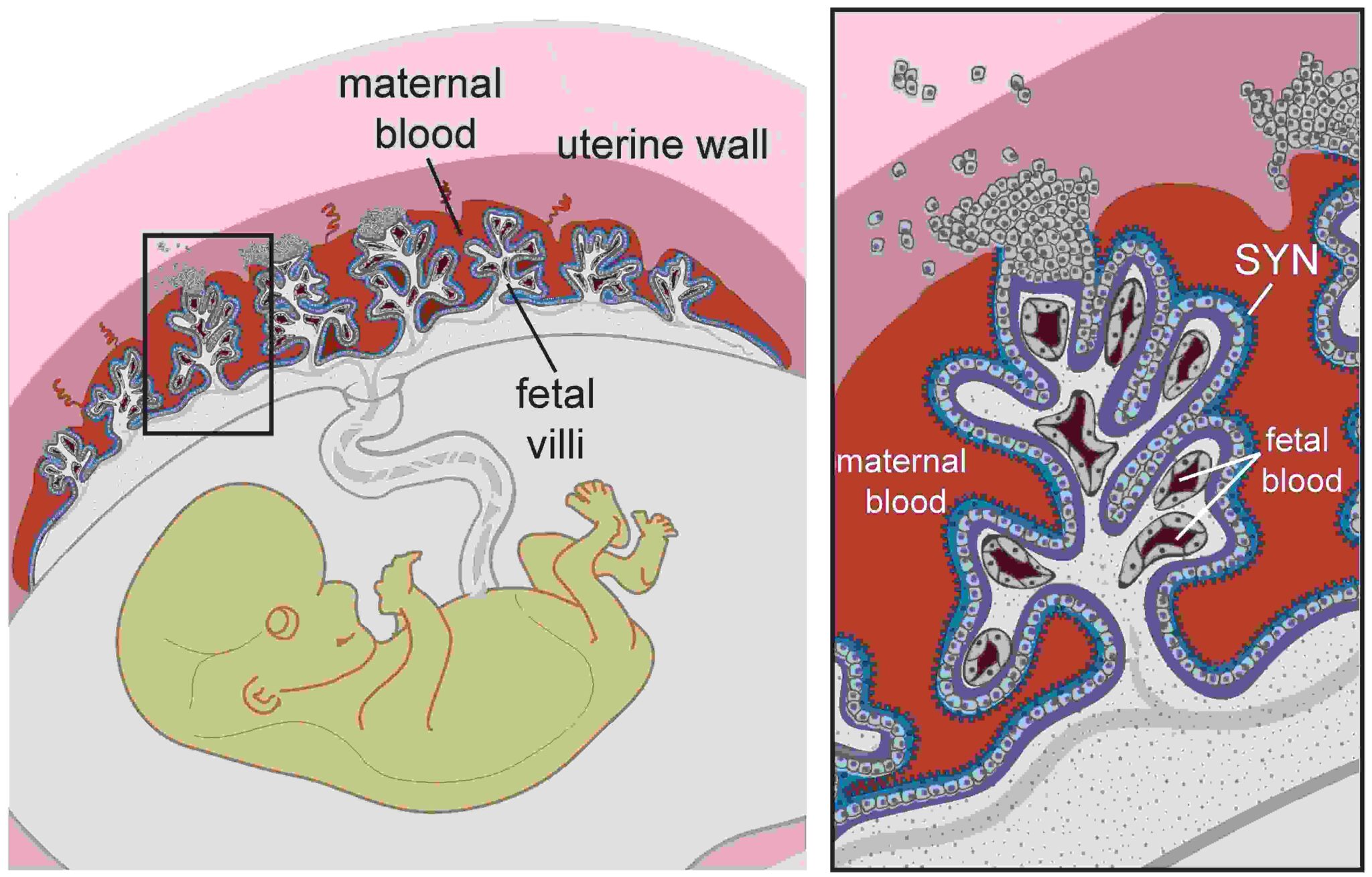 Cell Fusion – Types and Significance - Best Biology...