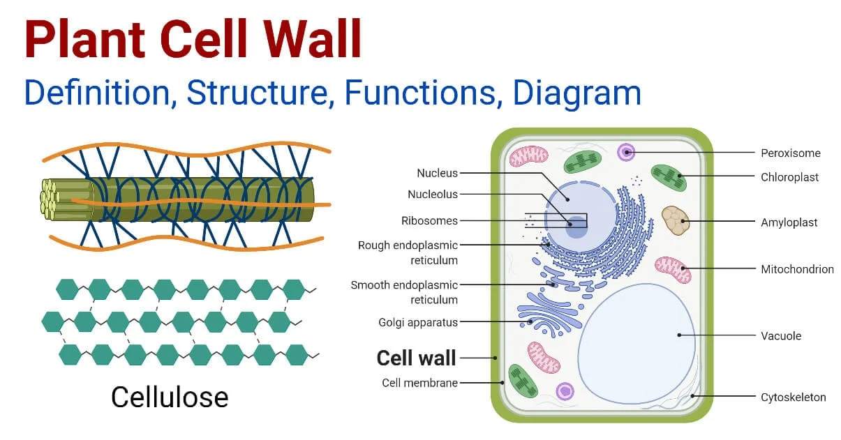 Cell Wall (Plant, Fungal, Bacterial): Structure Best