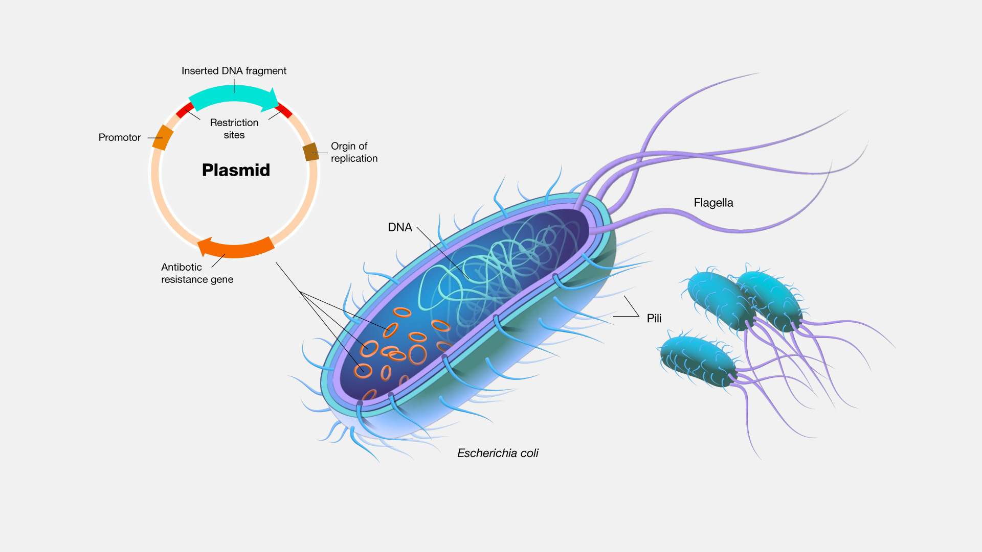 ColE1 Plasmid - Best Biology Notes, Reference, Articles