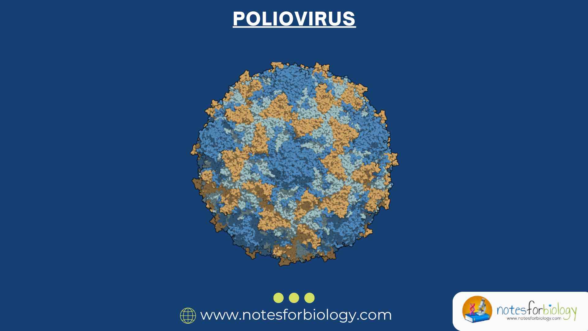 Poliovirus: Characteristics, Epidemiology, Serotypes,...