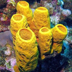 Phylum Porifera: General Characteristics and... Best Biology
