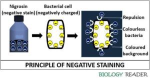 Stains or dyes used in microbiology: composition, types...