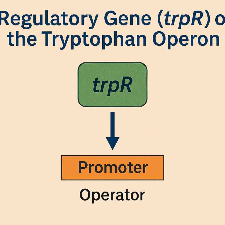 Tryptophan Operon: Regulation, Function and Significance