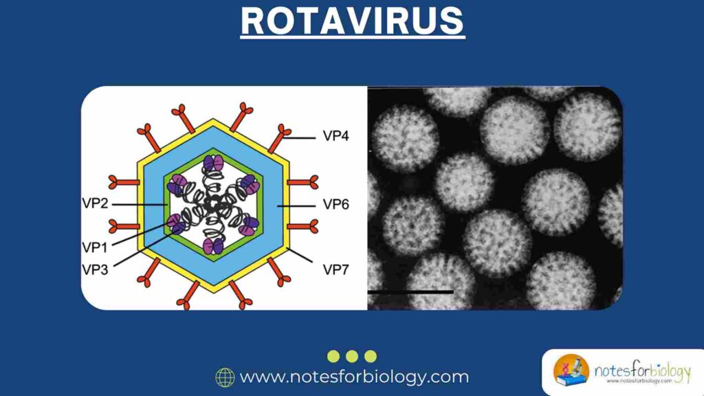 Rotavirus-Classification, Structure composition and...