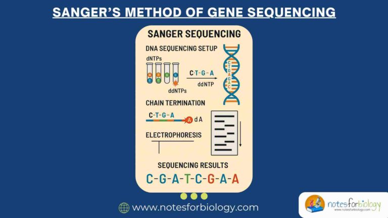 Sanger sequencing Method of gene - Best Biology Notes