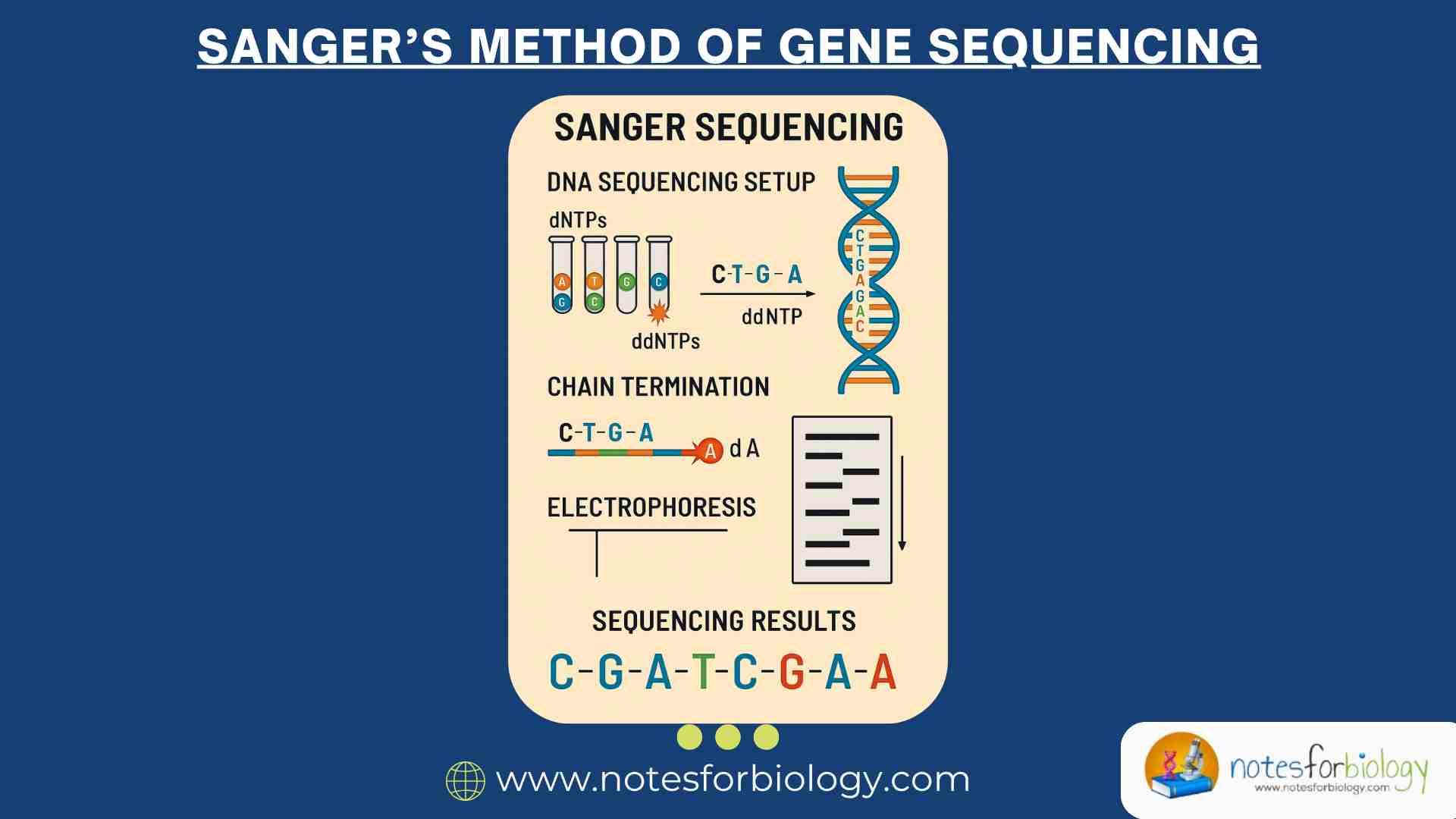 Sanger sequencing Method of gene - Best Biology Notes
